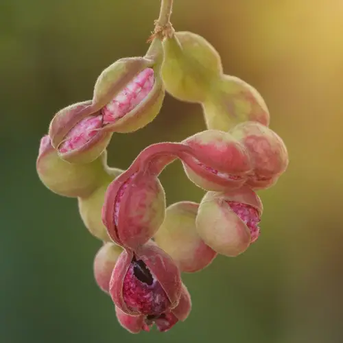 How to Plant and Grow Manila tamarind(Pithecellobium dulce)