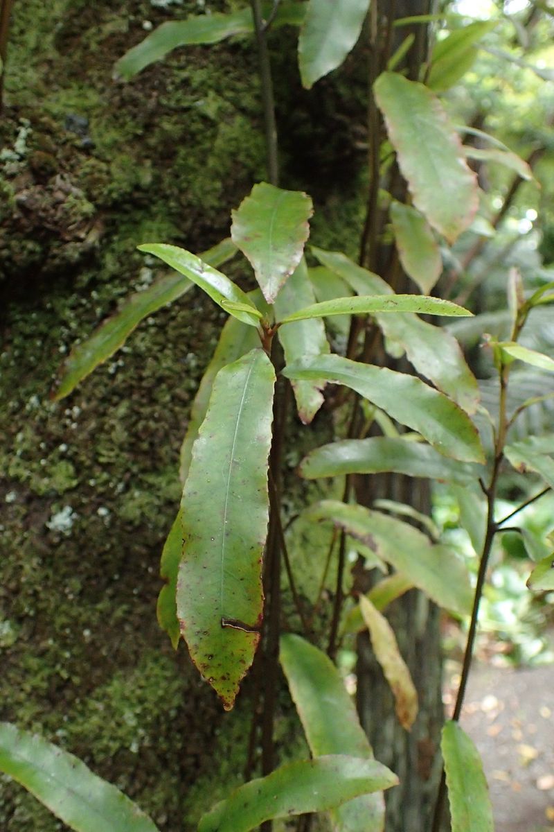 Discover the Key Benefits of Hinau for Your Well-Being