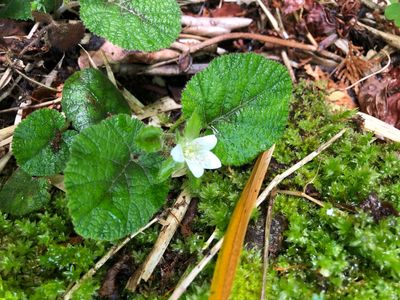 Rubus pectinellus - PictureThis