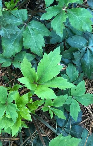 Canadian black snakeroot (Sanicula canadensis) - PictureThis