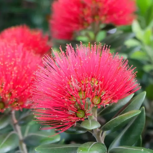 메트로시데로스 엑셀사 (Metrosideros excelsa) - PictureThis