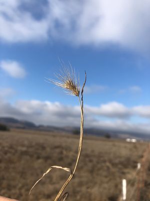 How to Grow and Care for Sea barley