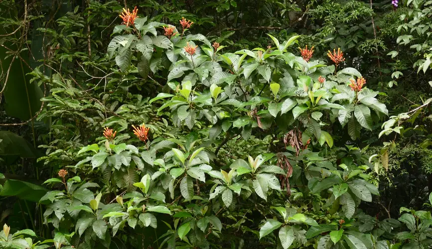 Isertia coccinea - PictureThis