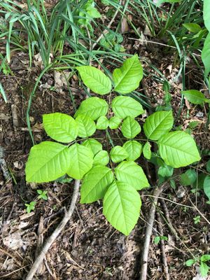 How to Grow and Care for Texas ash