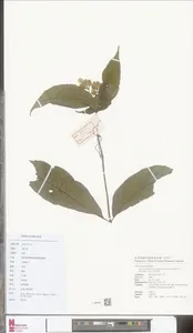 How to Prune Anna ophiorrhizoides