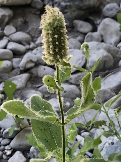 Stachys pycnantha - PictureThis