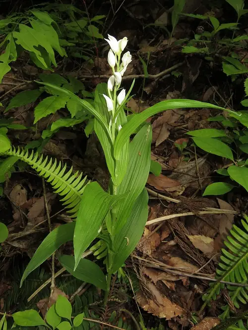 Long-bracted cephalanthera (Cephalanthera longibracteata) Flower, Leaf ...