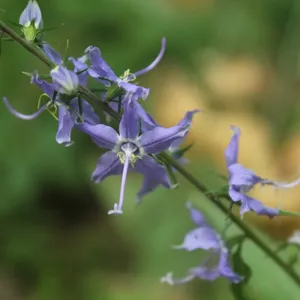 How to Propagate American Bellflower