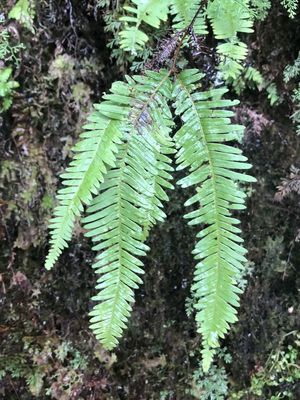 Umbrella fern (Sticherus) - PictureThis