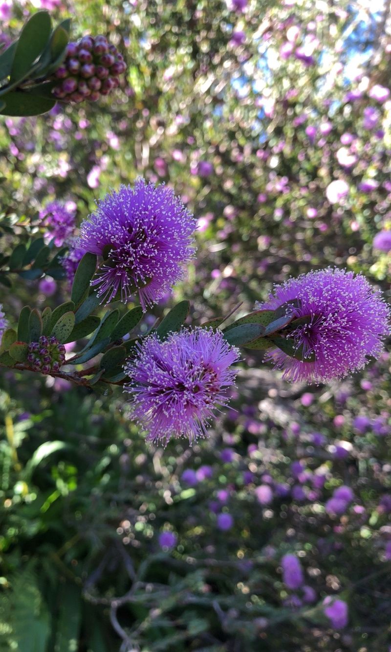 Why Is My Pink melaleuca Struggling?