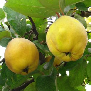 Membrillo - Cydonia oblonga (Cuidado, Características, Flor, Imágenes ...