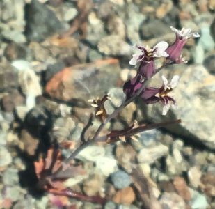 Streptanthus batrachopus - PictureThis