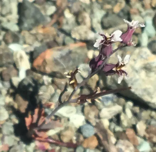Streptanthus batrachopus - PictureThis
