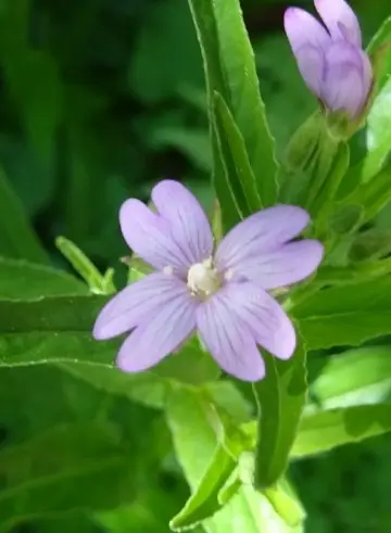 Pale willowherb (Epilobium roseum) Flower, Leaf, Care, Uses - PictureThis