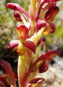 Disa bolusiana 번식시키는 방법