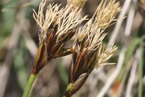 How to Propagate Curly sedge