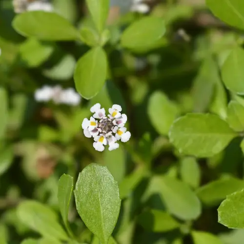 How to Plant and Grow Turkey tangle(Phyla nodiflora)