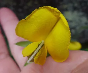 How to Propagate Golden glory pea