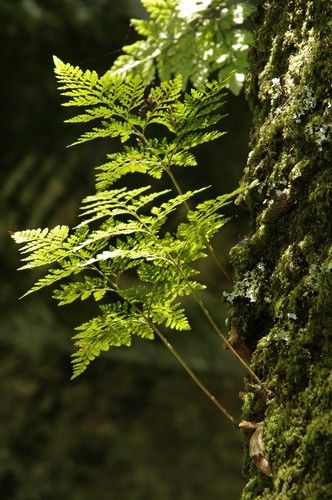 How Can Deer-foot fern Enhance Your Landscaping Design?