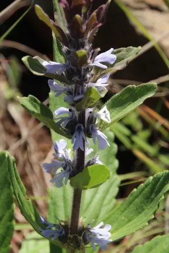 Bugle plant (Ajuga ophrydis) Flower, Leaf, Care, Uses - PictureThis