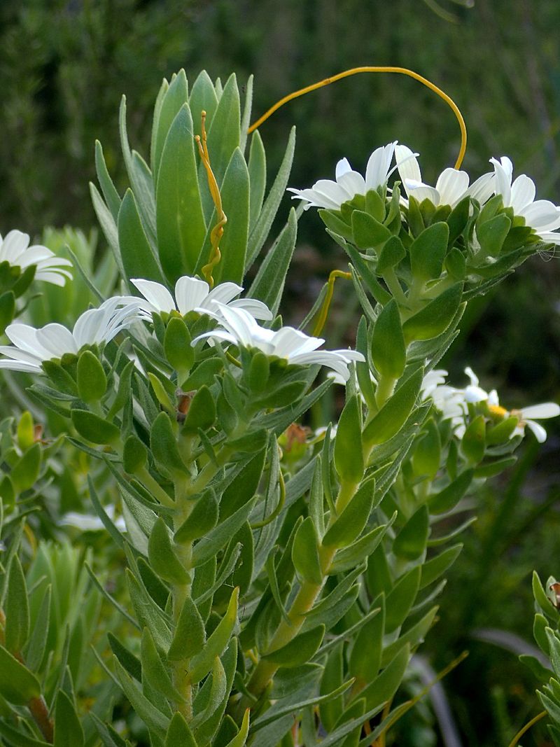 Exploring the Swamp Daisy: Language, Symbolism, and Significance