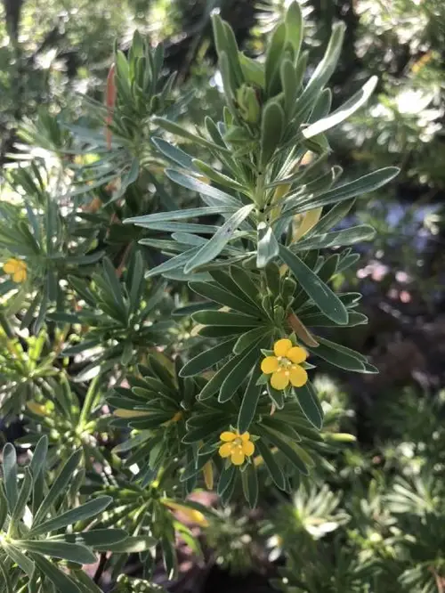 Romarin bord-de-mer (Suriana maritima) - PictureThis