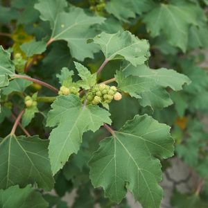 Lampourde d'orient - Xanthium orientale (Taxonomie, Caractéristiques ...