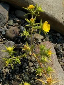 How to Transplant Pappose tarweed? (Ideal time, Methods, and Post Care)