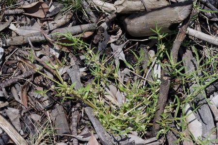 How to Grow and Care for Lesser joyweed