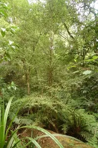 How to Prune Rohutu
