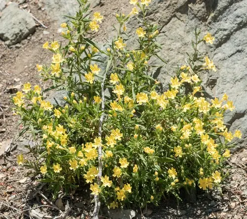 Diplacus calycinus - PictureThis