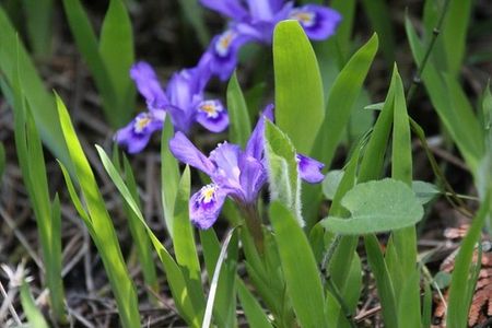 How to Grow and Care for Dwarf lake iris