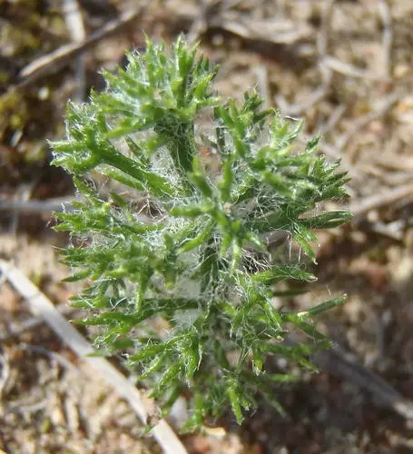 Eriospermum paradoxum Flower, Leaf, Care, Uses - PictureThis