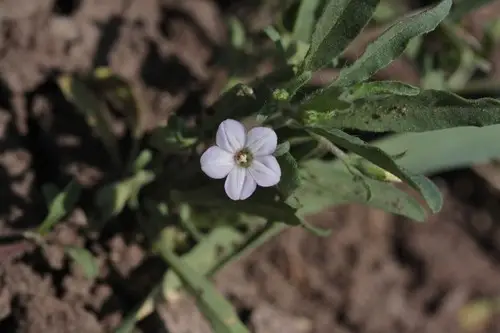 Convolvulus simulans - PictureThis
