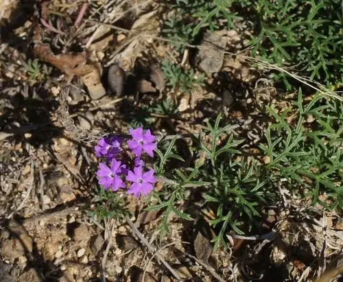 Dark blue moss vervain (Glandularia aristigera) Flower, Leaf, Care ...