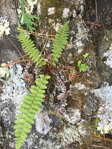 Fragrant wood fern (Dryopteris fragrans) Flower, Leaf, Care, Uses ...