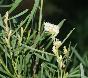 How to Propagate Sweet wattle