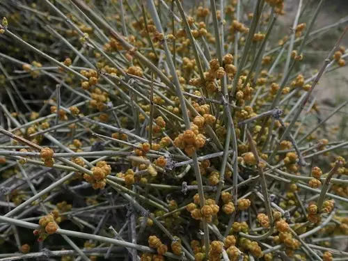 Canutillo (Ephedra aspera) - PictureThis