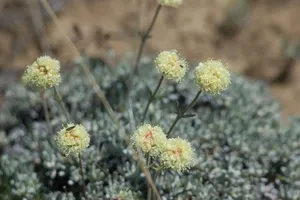 How to Propagate Douglas' buckwheat