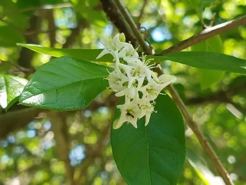 Anacua (Ehretia anacua) - PictureThis