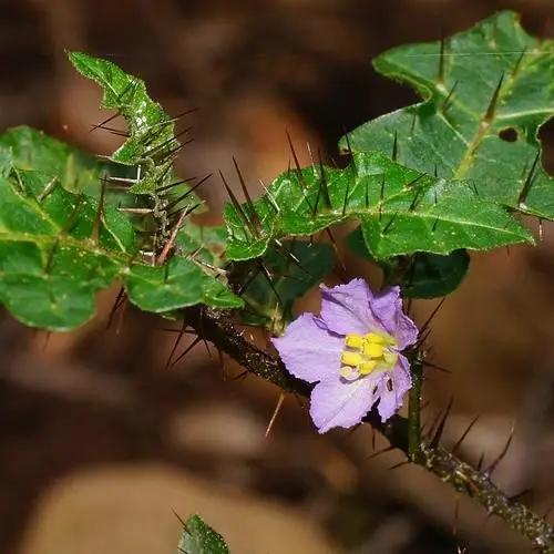 Forest nightshade (Solanum prinophyllum) Flower, Leaf, Care, Uses ...