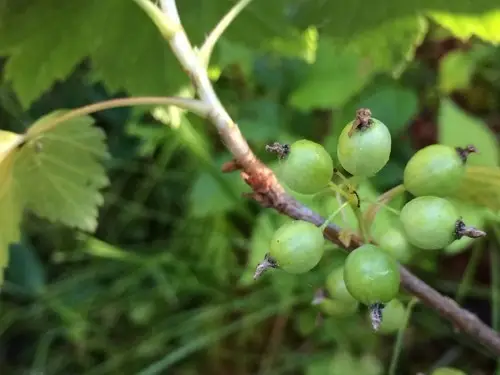 Ribes hudsonianum - PictureThis