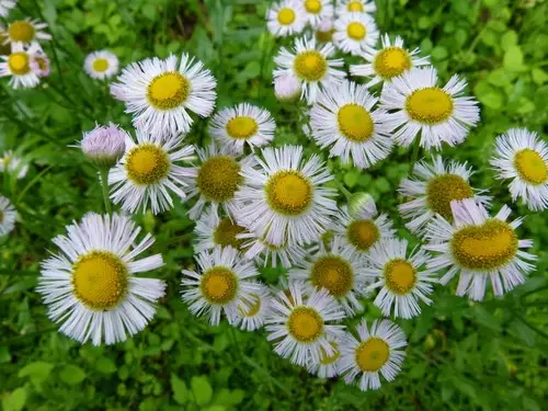 Philadelphia fleabane (Erigeron philadelphicus) Flower, Leaf, Care ...
