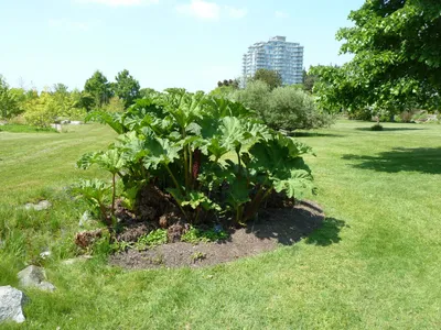 How to Grow and Care for Chilean rhubarb