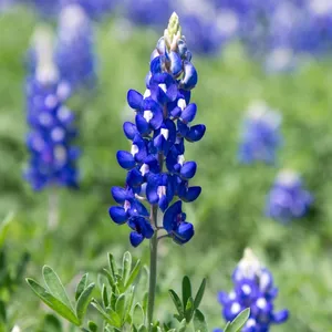 Where To Place Texas bluebonnet In Feng Shui? (Characteristics ...