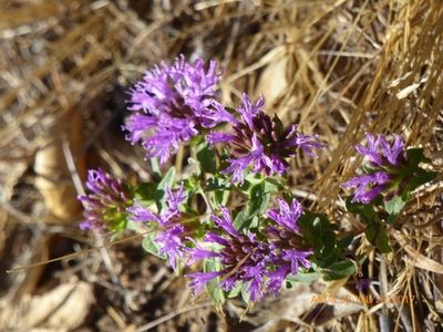 Monardella breweri subsp. lanceolata - PictureThis