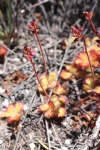 How to Prune Peninsula sundew