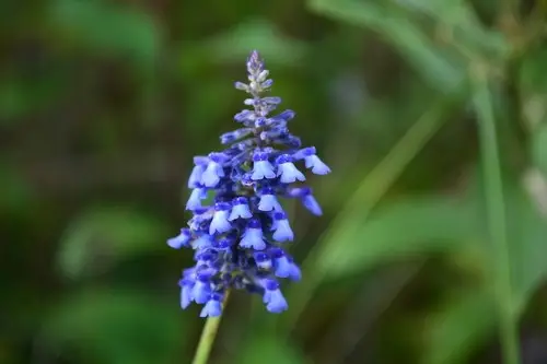 Alucema (Salvia lavanduloides) - PictureThis