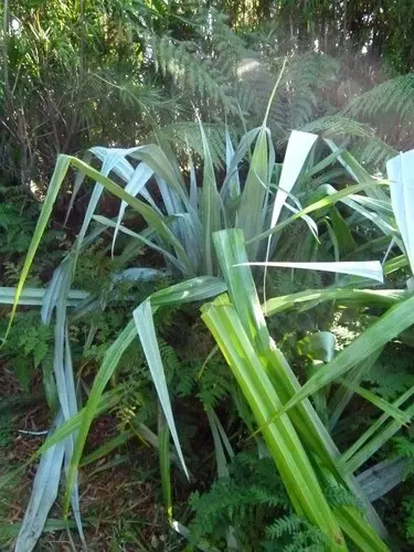 How to Plant and Grow Chatham island kakaha(Astelia chathamica)