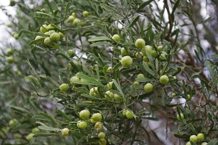 Australian desert lime (Citrus glauca) - PictureThis